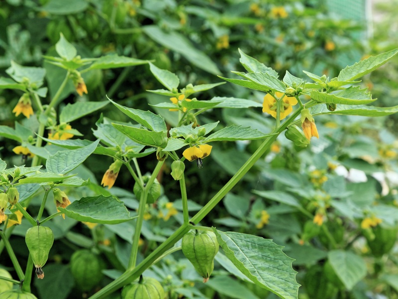 Vegetable Examples: The Complete List - Flora Fauna Fun