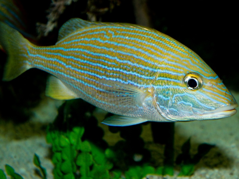 List of Fish of the Bahamas - Flora Fauna Fun