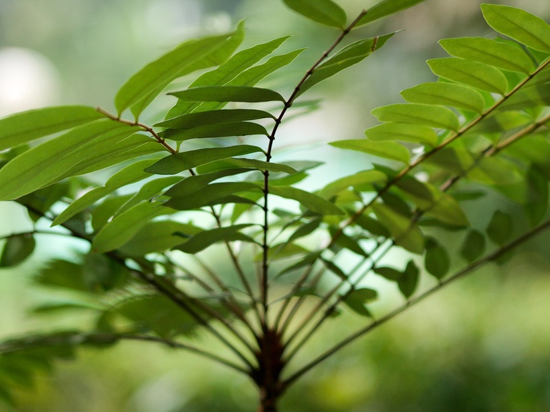 List of Trees of Malaysia - Flora Fauna Fun