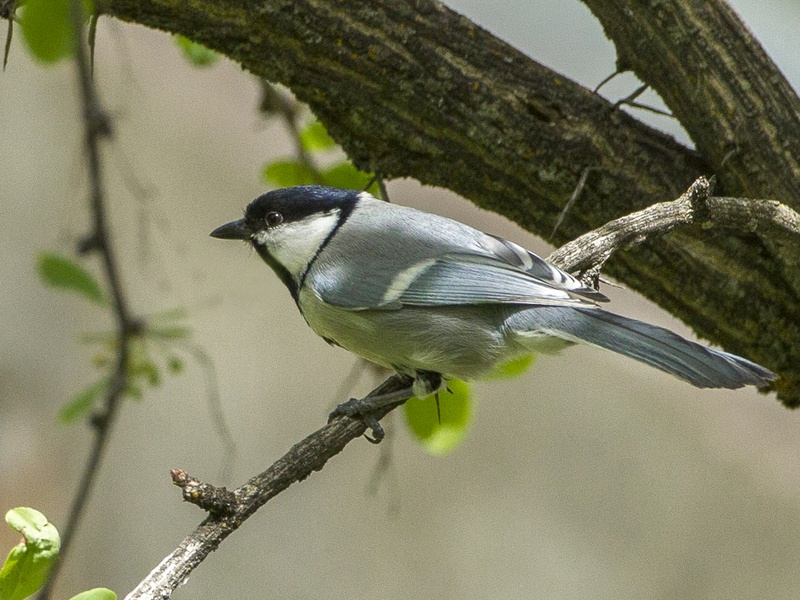 The Complete List of Birds of Uzbekistan - Flora Fauna Fun