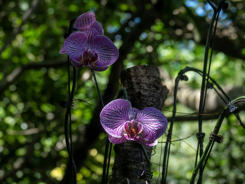 Flowers of Ecuador: The Complete List - Flora Fauna Fun