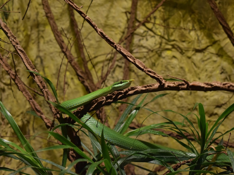The Complete List of Colorful Snakes - Flora Fauna Fun