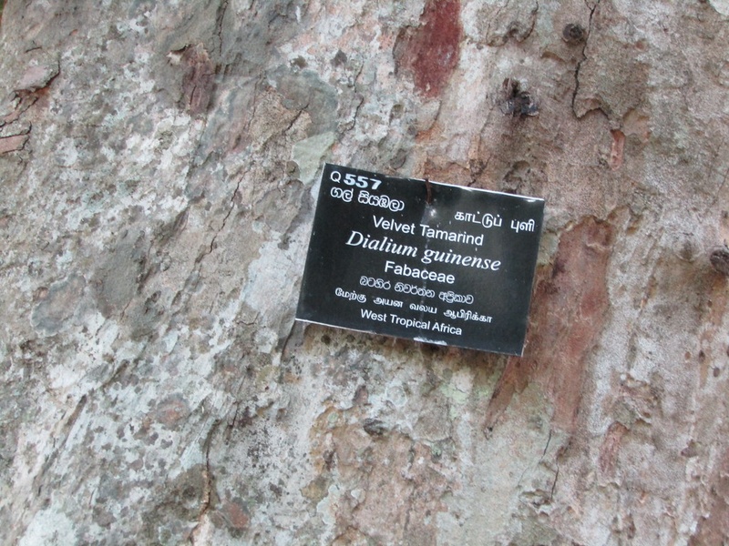 The Complete List of Trees of Senegal - Flora Fauna Fun