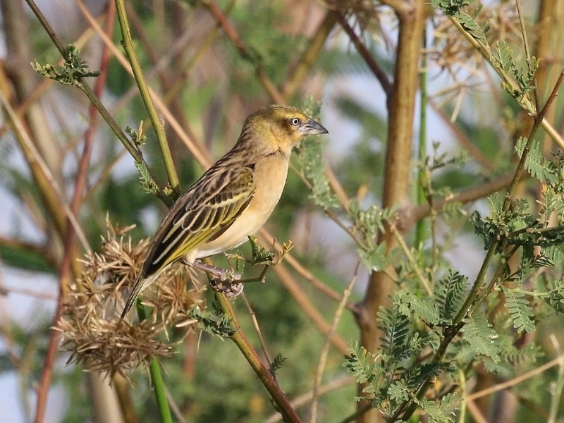 Birds of Nigeria: The Complete List - Flora Fauna Fun