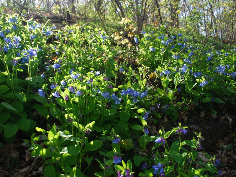 The Complete List of Blue Plants - Flora Fauna Fun