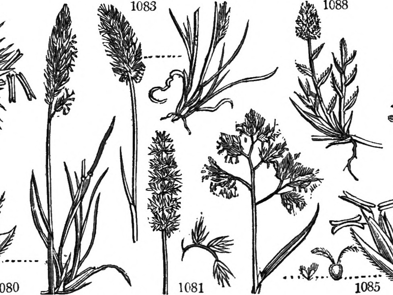Iceland's Native Plants: The Complete List - Flora Fauna Fun