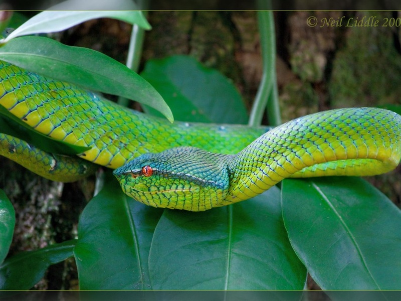 The Complete List of Colorful Snakes - Flora Fauna Fun