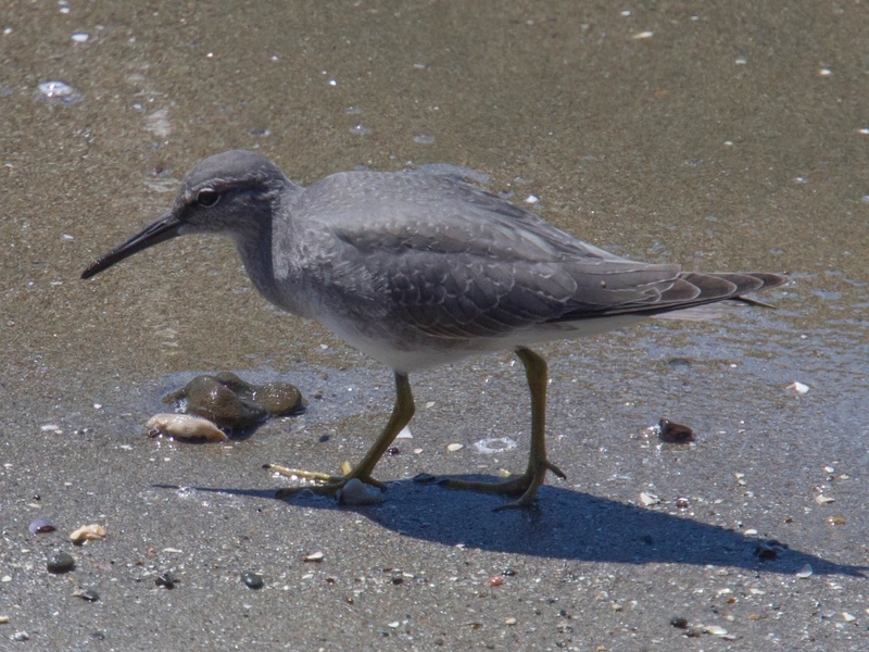 Animals of Tuvalu: The Complete List - Flora Fauna Fun