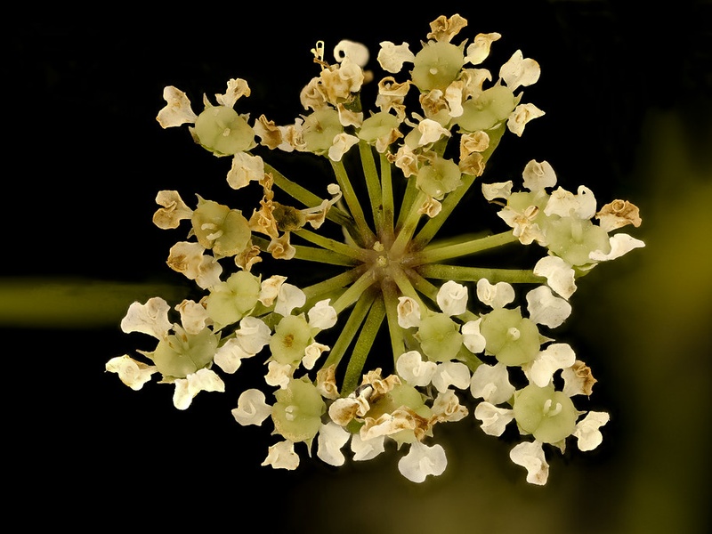 Wetland Flowers: The Complete List - Flora Fauna Fun