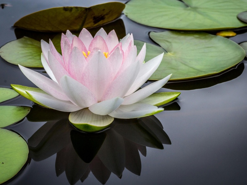 Wetland Flowers: The Complete List - Flora Fauna Fun