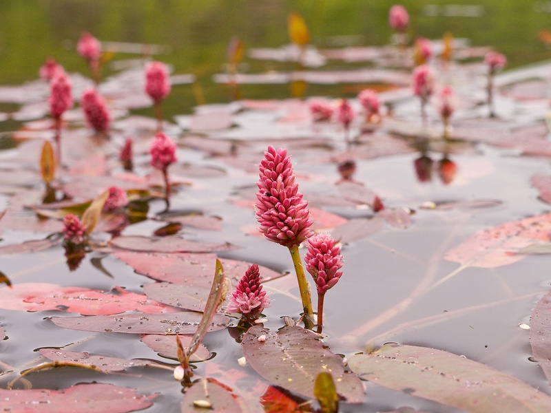 Wetland Flowers: The Complete List - Flora Fauna Fun