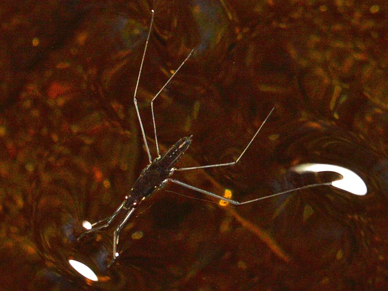 List of Water Invertebrates - Flora Fauna Fun