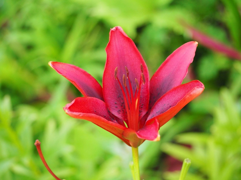 List of Plants of Canada - Flora Fauna Fun