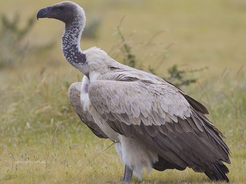 Birds of Namibia: The Complete List - Flora Fauna Fun
