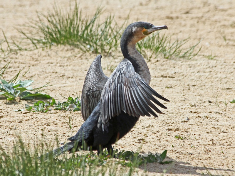 Birds of Namibia: The Complete List - Flora Fauna Fun