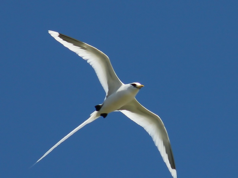 Animals Of Dominica: The Complete List - Flora Fauna Fun