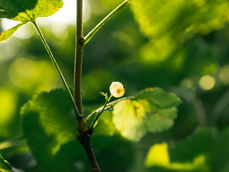 Fruits of Italy: The Complete List - Flora Fauna Fun