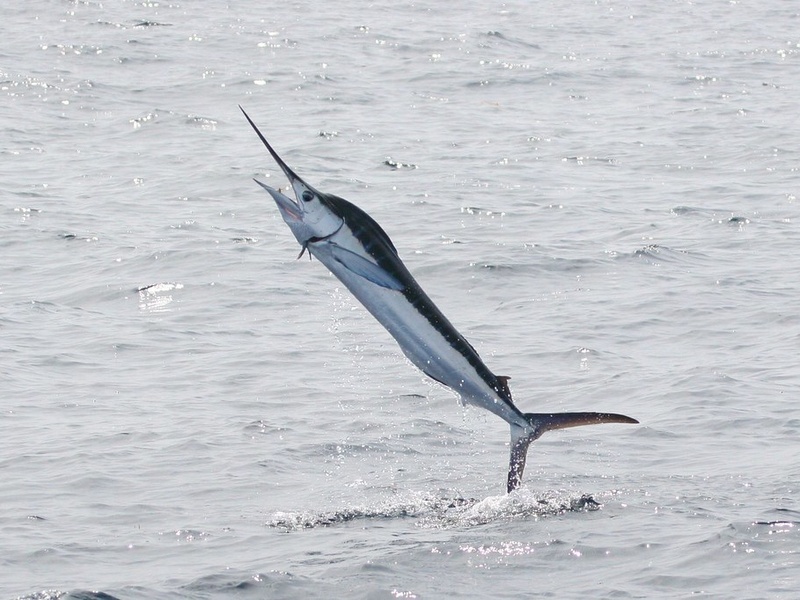 Fish of Spain: The Complete List - Flora Fauna Fun