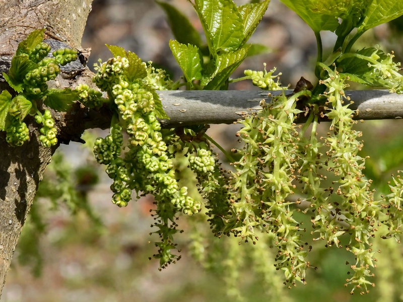 Invasive Species in Chicago: The Complete List - Flora Fauna Fun