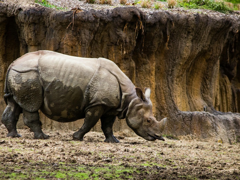 Animals of Kenya: The Complete List - Flora Fauna Fun