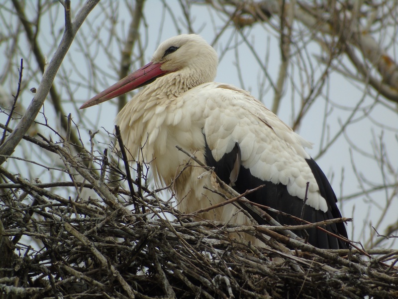 List of Animals of Armenia - Flora Fauna Fun