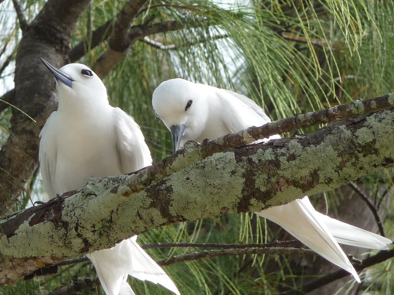 Animals of Tuvalu: The Complete List - Flora Fauna Fun