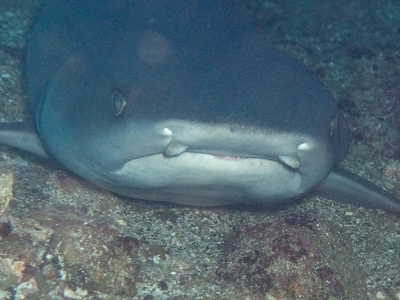 Animals of Tuvalu: The Complete List - Flora Fauna Fun