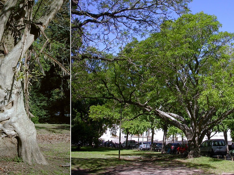 List of Trees Of Belize - Flora Fauna Fun