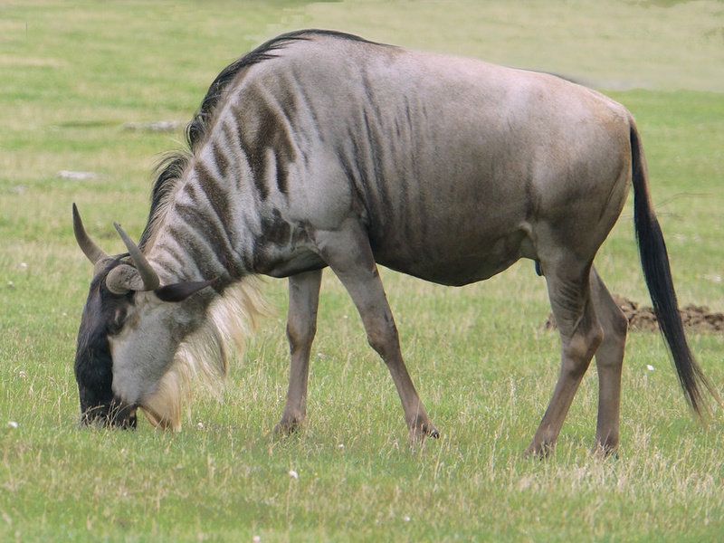 The Complete List of Savanna Animals - Flora Fauna Fun