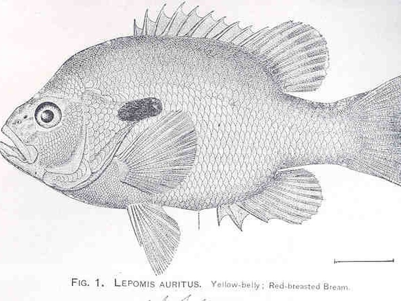 The Complete List of Fish of Zambia - Flora Fauna Fun