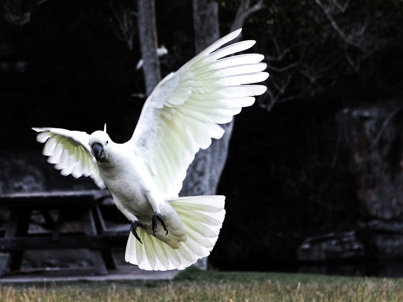 East Timor's Native Animals: The Complete List - Flora Fauna Fun