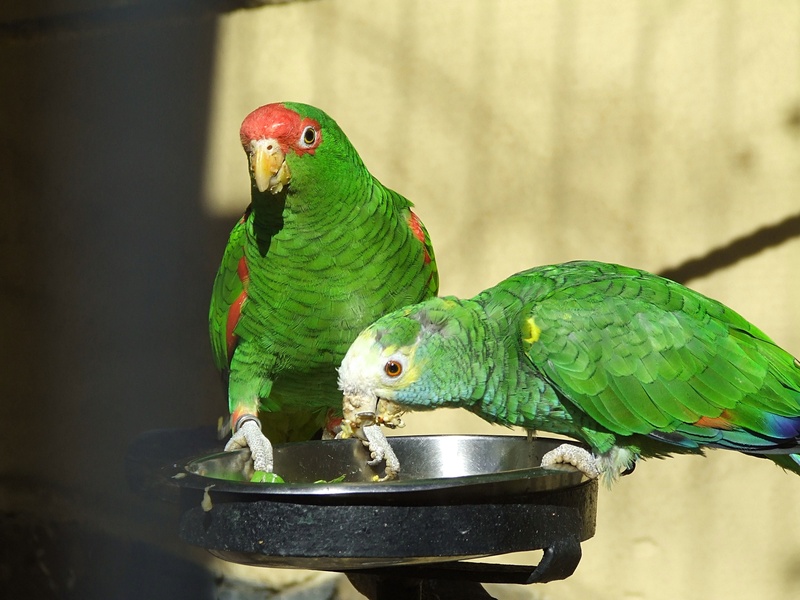 Venezuela's Native Animals: The Complete List - Flora Fauna Fun