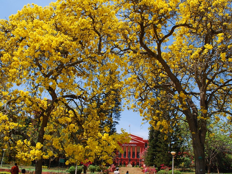 List of Paraguay's Native Plants - Flora Fauna Fun