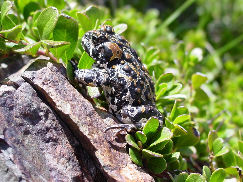 Animals Only Found in the United States - Flora Fauna Fun