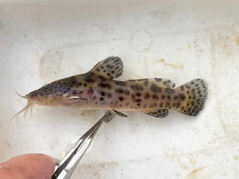 The Complete List of Fish of Zambia - Flora Fauna Fun