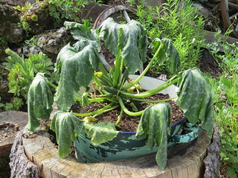 Vegetable Examples: The Complete List - Flora Fauna Fun