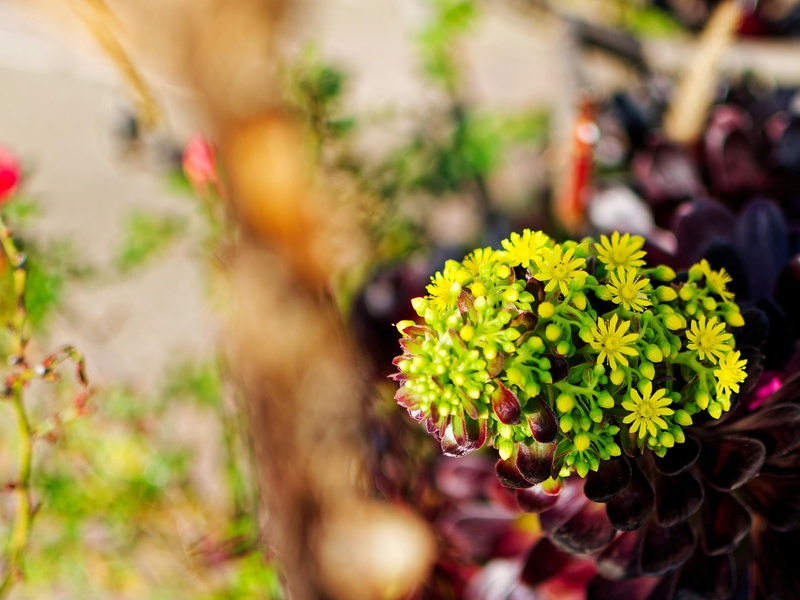 List of Black Plants - Flora Fauna Fun