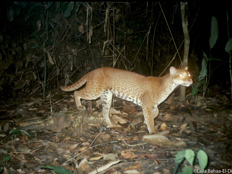 Animals of the Republic of the Congo - Flora Fauna Fun