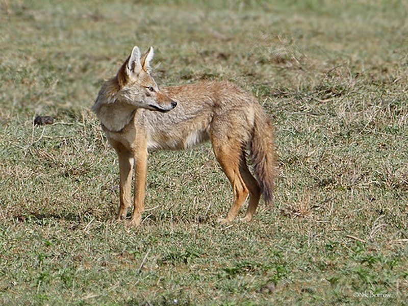Morocco's Native Animals: The Complete List - Flora Fauna Fun