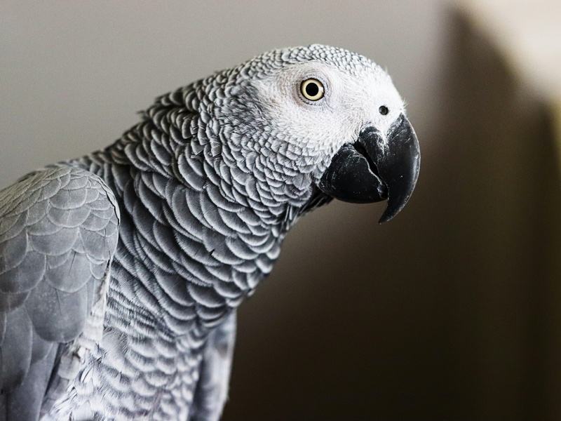 The Complete List of Birds of Ghana - Flora Fauna Fun