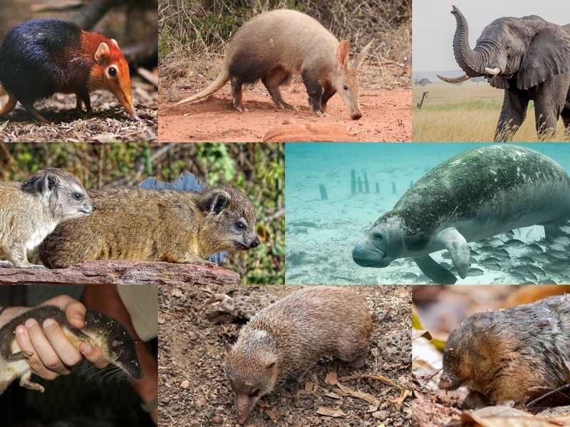 Animals of the Republic of the Congo - Flora Fauna Fun