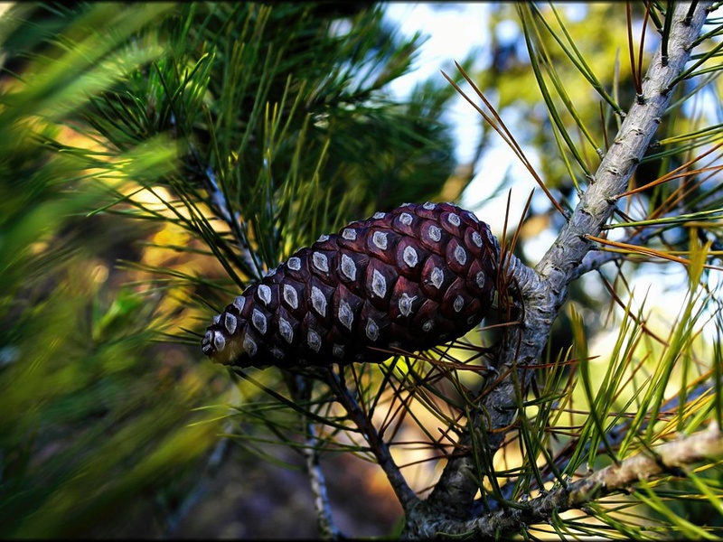 Spain's Native Plants - Flora Fauna Fun