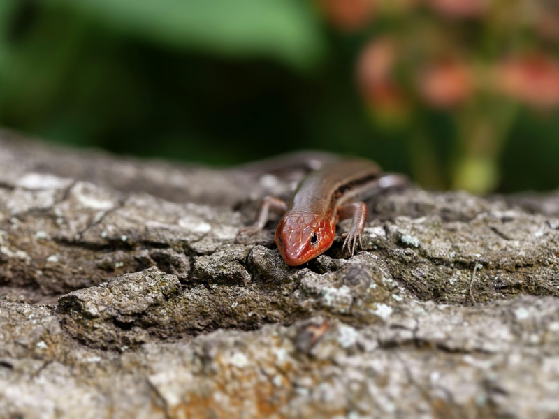 Animals of Liechtenstein: The Complete List - Flora Fauna Fun