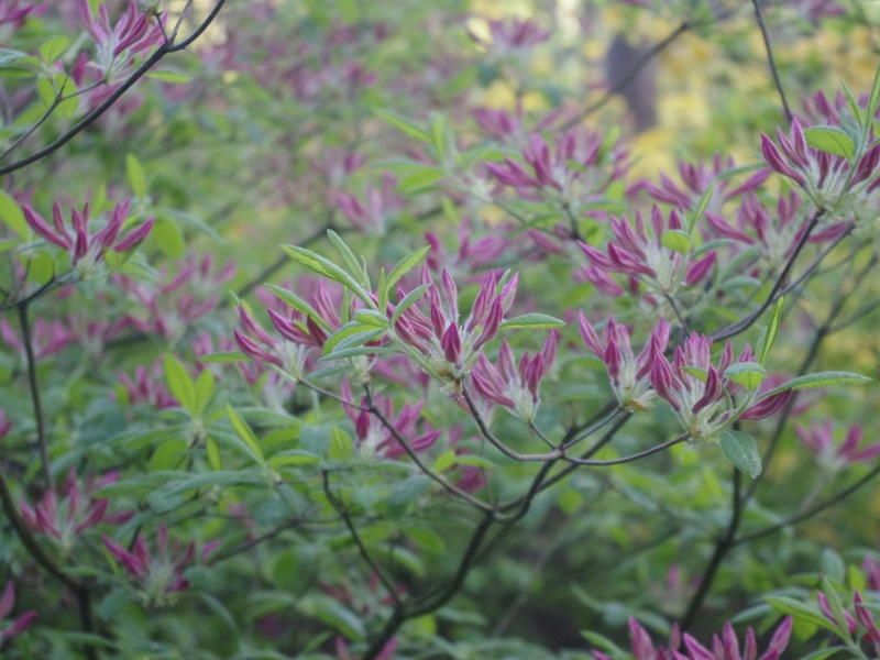 Austria's Native Plants: The Complete List - Flora Fauna Fun