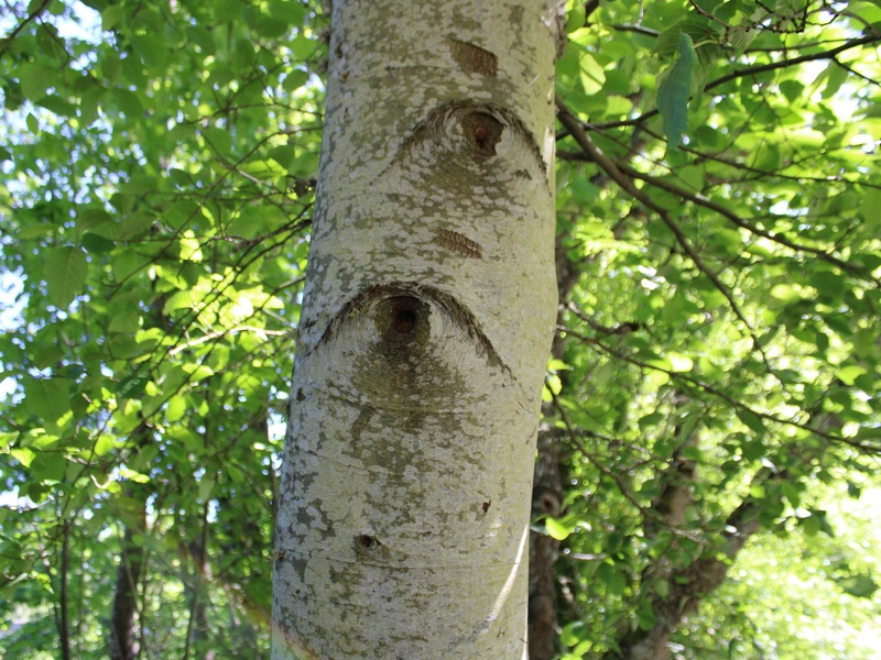 Trees of Georgia: The Complete List - Flora Fauna Fun