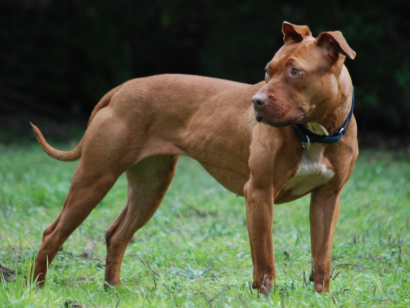 The Complete List of Grey Dog Breeds - Flora Fauna Fun