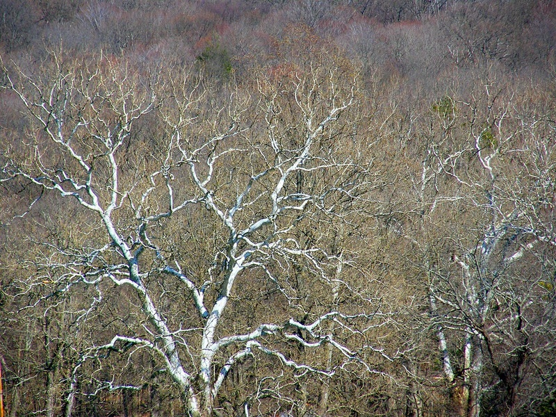 Trees of Georgia: The Complete List - Flora Fauna Fun