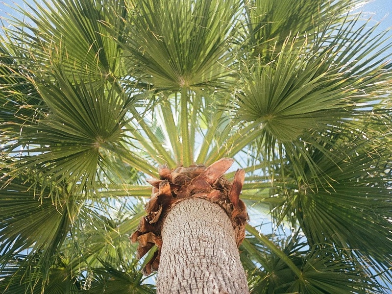 List of Philippine Native Plants - Flora Fauna Fun
