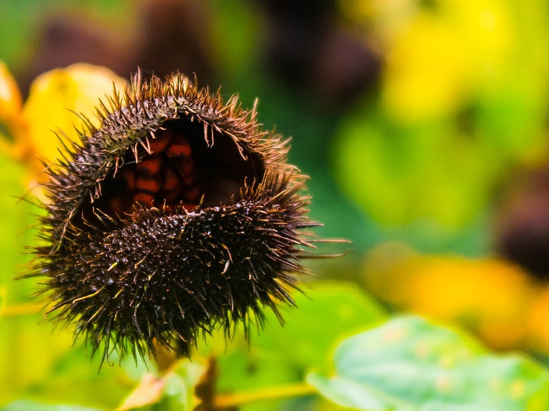 Flowers of Haiti: The Complete List - Flora Fauna Fun