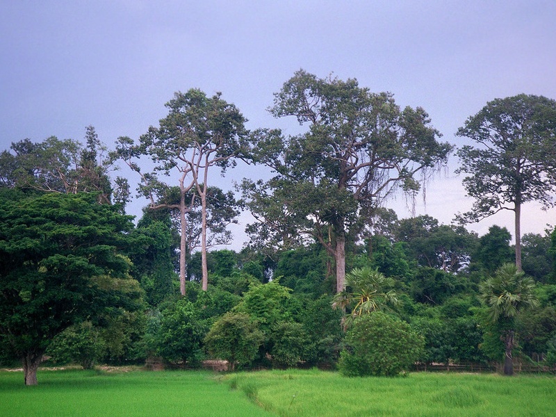 List of Philippine Native Plants - Flora Fauna Fun